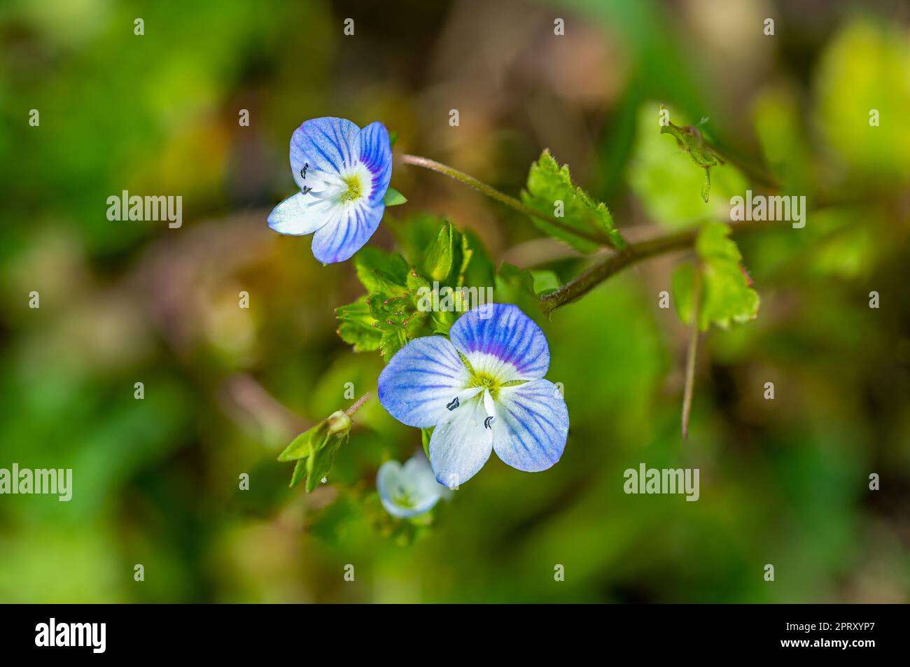 Veronica filiformis macro hi-res stock photography and images - Alamy