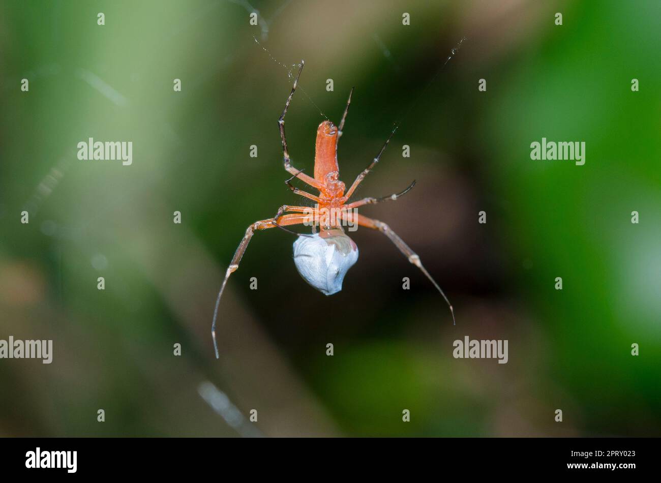 Male Golden Weaver Spider, Nephila pilipes, on web with prey wrapped in ...