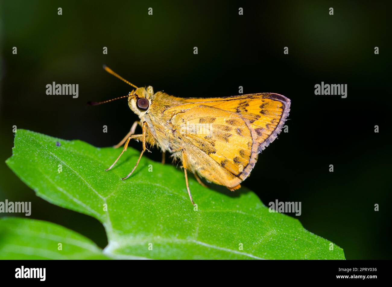 Large Dart, Potanthus serina, on leaf, Klungkung, Bali, Indonesia Stock ...