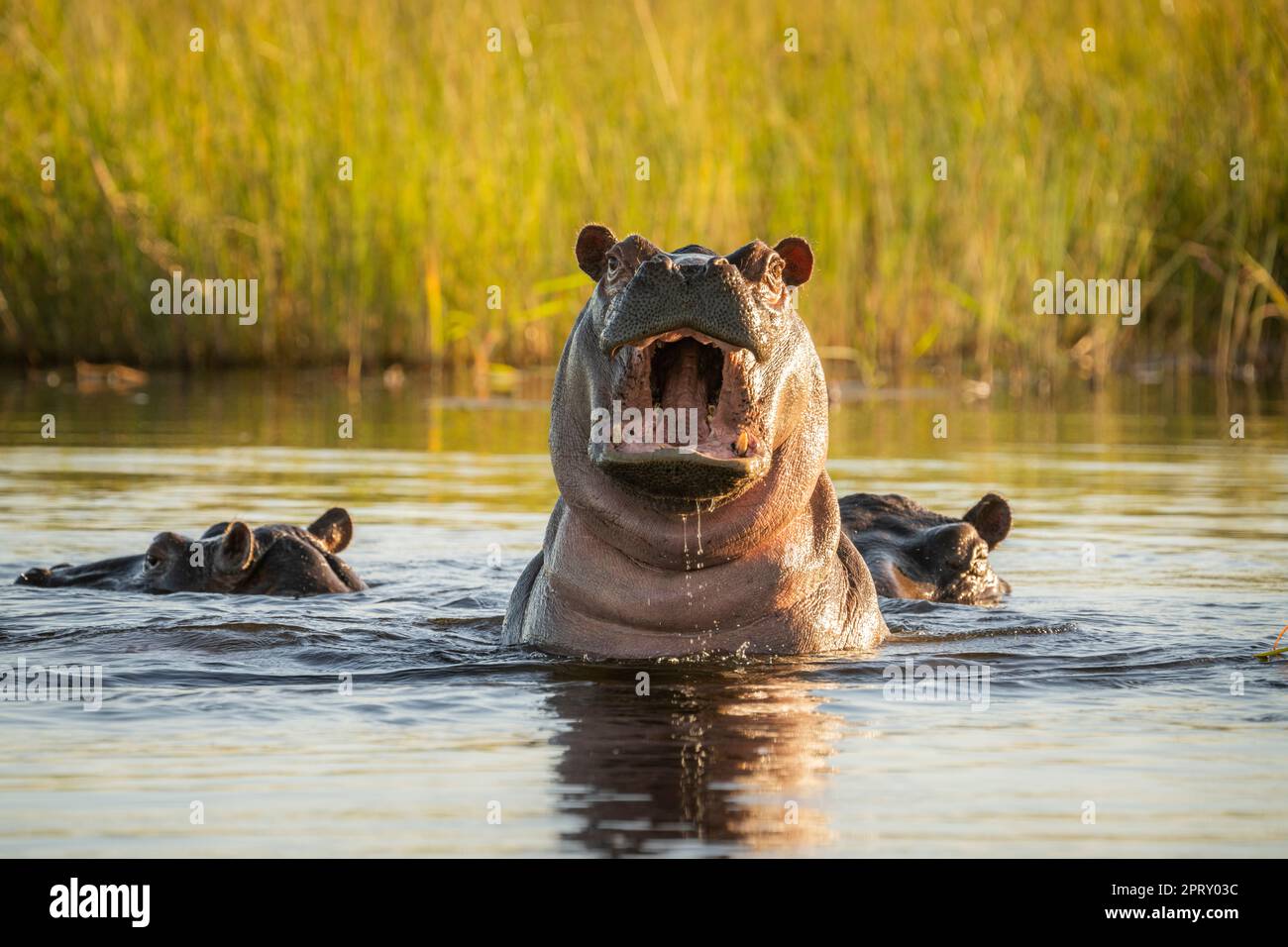 Hippo, (Hippopotamus amphibious) challenging with mouth open. Angry ...