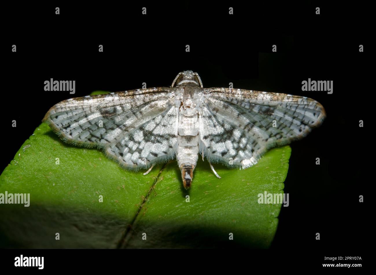 Picture-winged Leaf Moth, Rhodoneura sp, on leaf, Klungkung, Bali ...