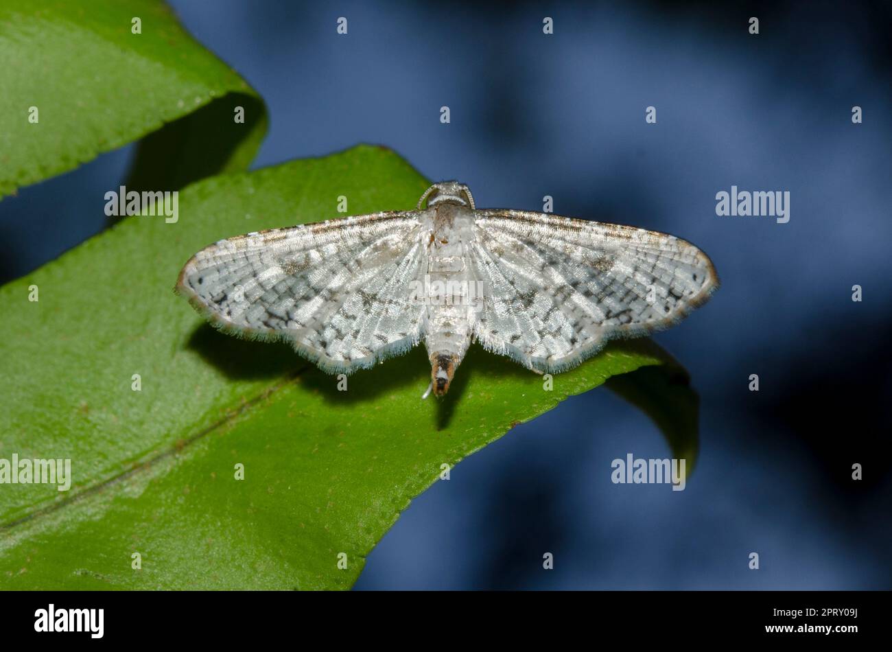Picture-winged Leaf Moth, Rhodoneura sp, on leaf, Klungkung, Bali ...