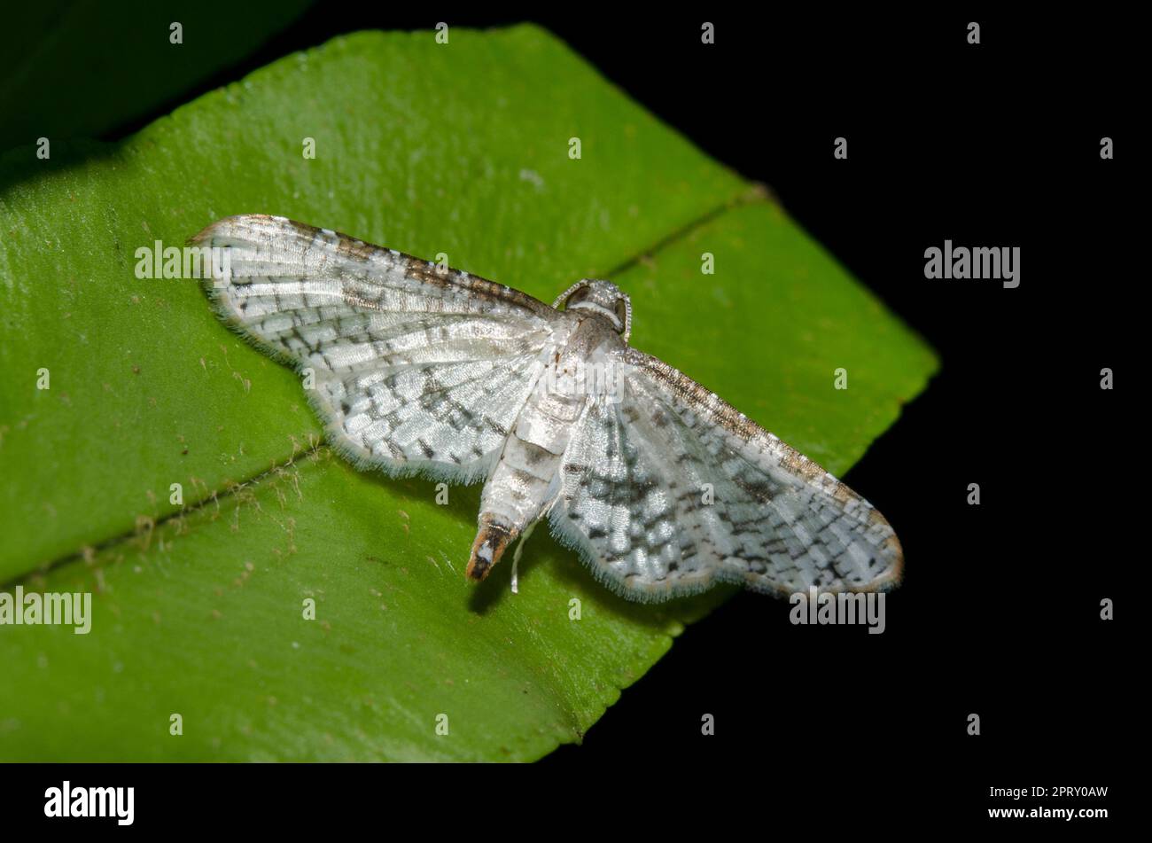Picture-winged Leaf Moth, Rhodoneura sp, on leaf, Klungkung, Bali ...