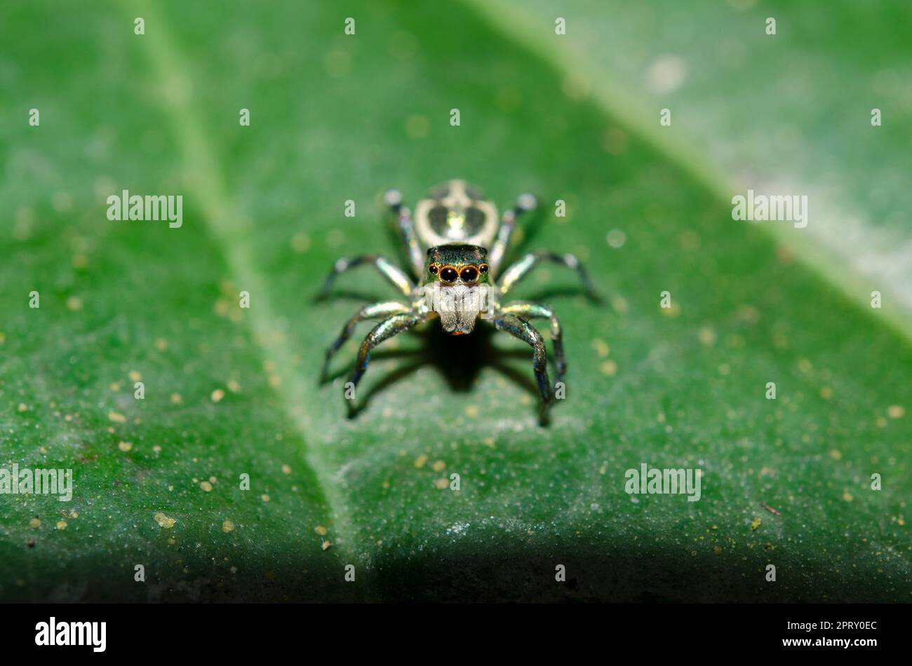 Jumping spider cosmophasis sp hi-res stock photography and images - Alamy