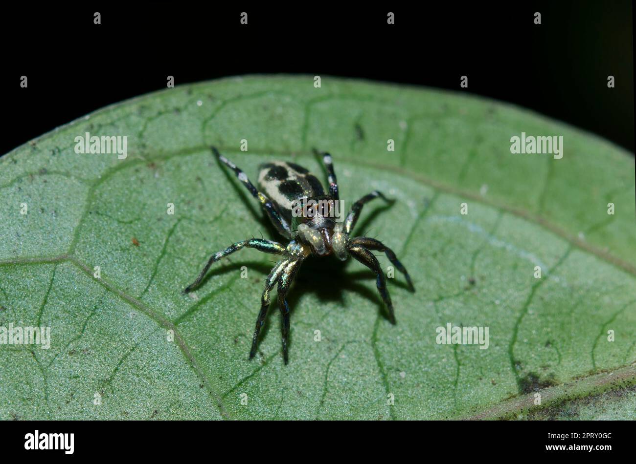 Jumping Spider, Cosmophasis sp, on leaf, Klungkung, Bali, Indonesia ...