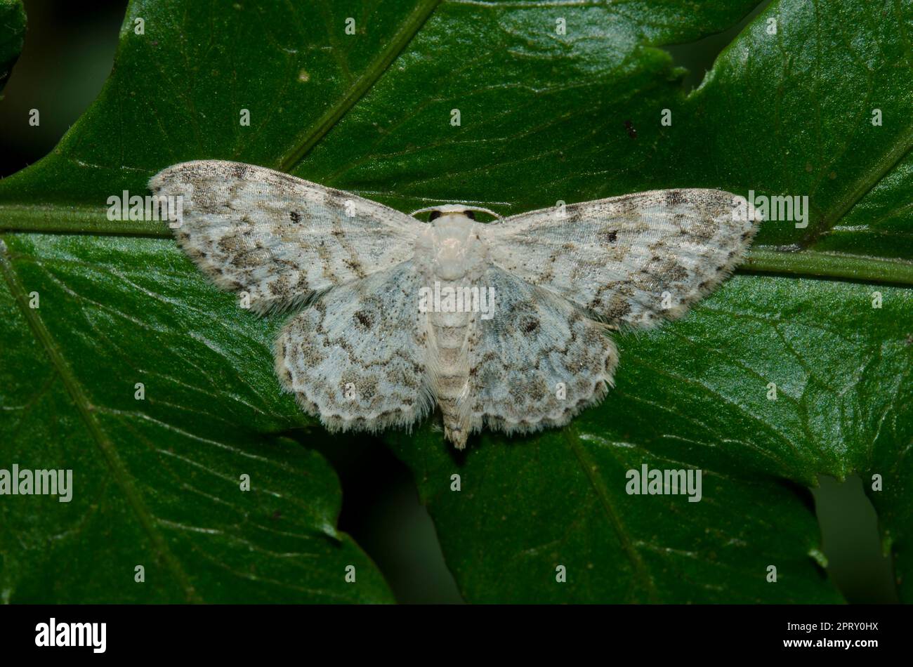Geometer Moth, Idaea sp, on leaf, Klungkung, Bali, Indonesia Stock ...