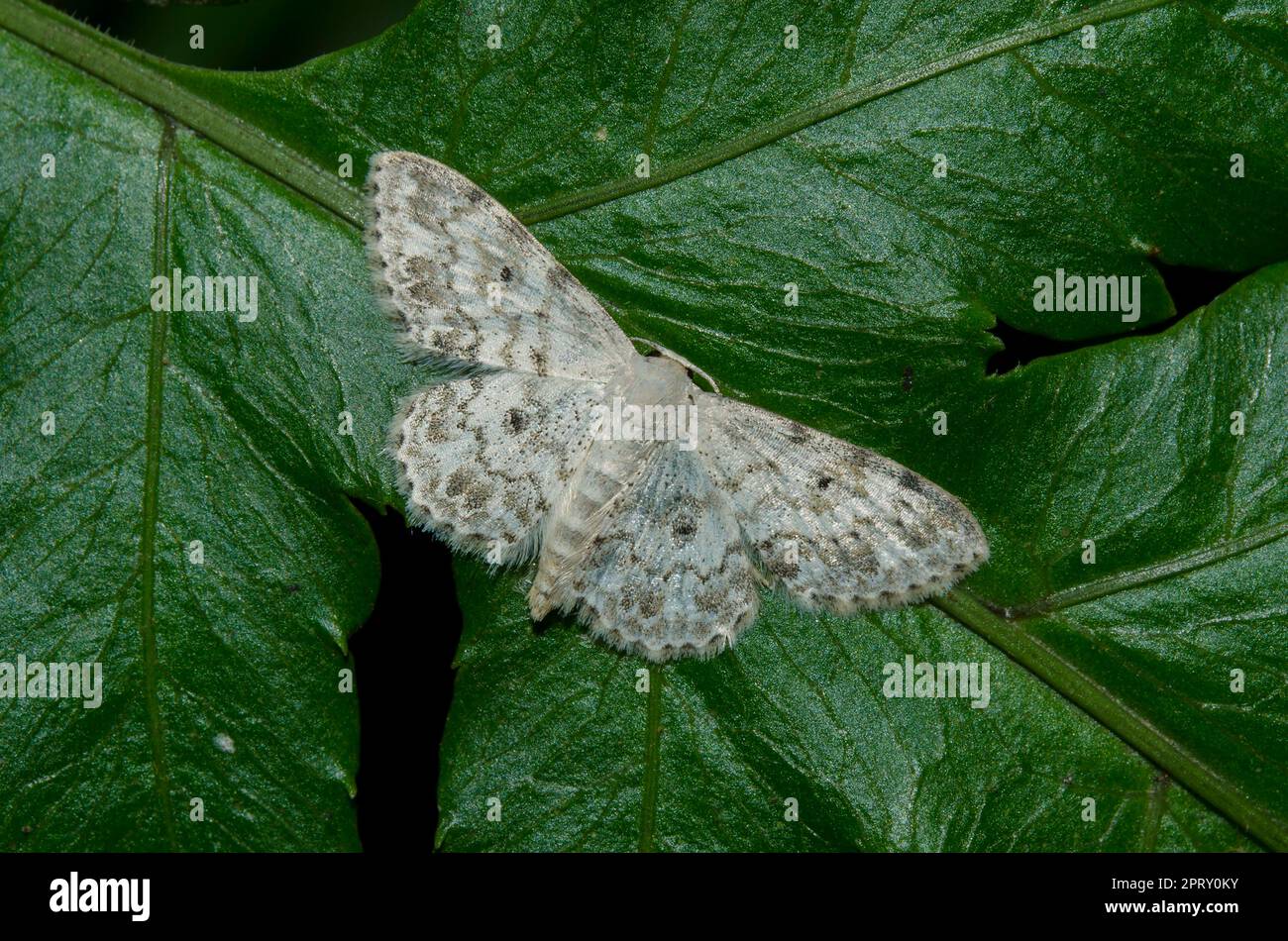 Geometer Moth, Idaea sp, on leaf, Klungkung, Bali, Indonesia Stock ...