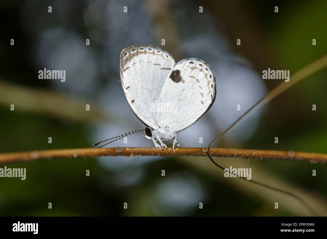 Forest Quaker Butterfly, Pithecops corvus, on stem, Klungkung, Bali ...