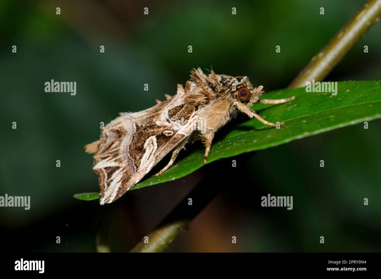 Male Owlet Moth, Callopistria exotica, on leaf, Klungkung, Bali ...