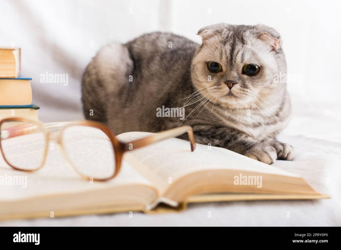 Tabby cat and stack of books hi-res stock photography and images - Alamy
