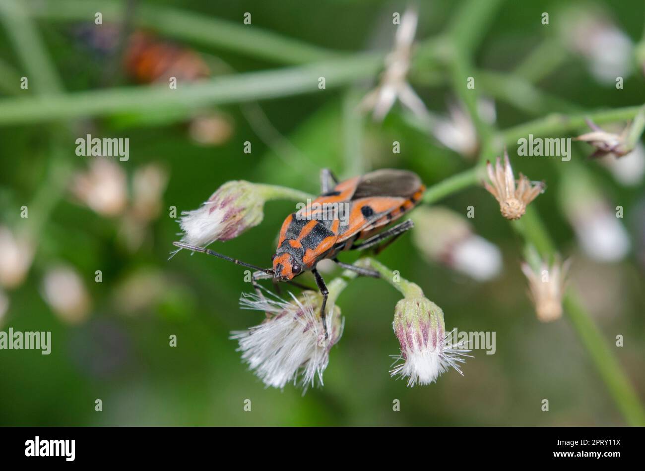 Darth Maul Bug, Spilostethus hospes, on flower, Saba, Bali, Indonesia ...