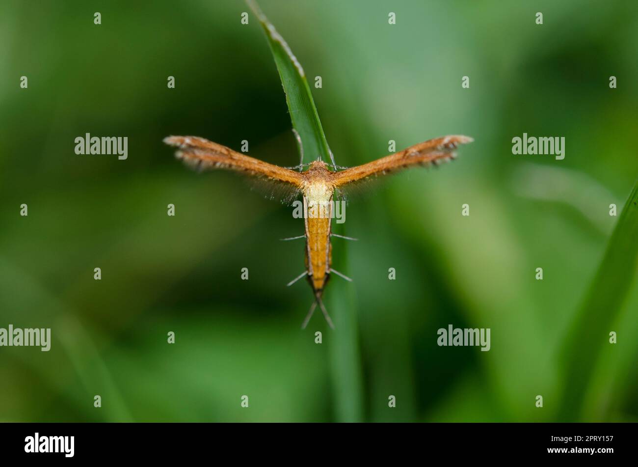 Plume Moth, Pterophoridae Family, on leaf, Saba, Bali, Indonesia Stock ...