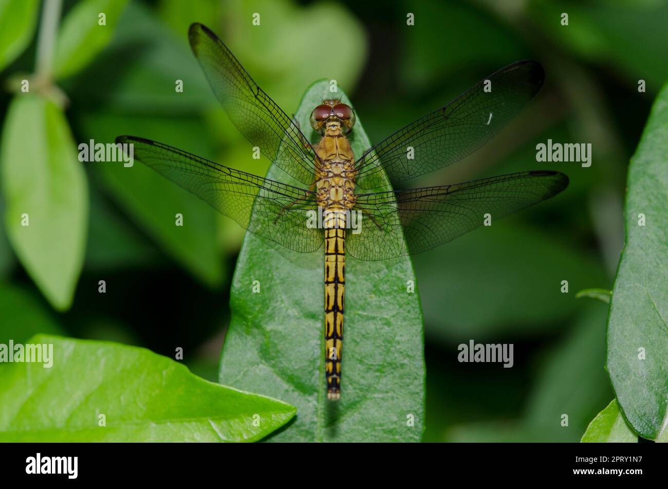 Female Dragonfly, Neurothemis sp, on leaf, Saba, Bali, Indonesia Stock ...