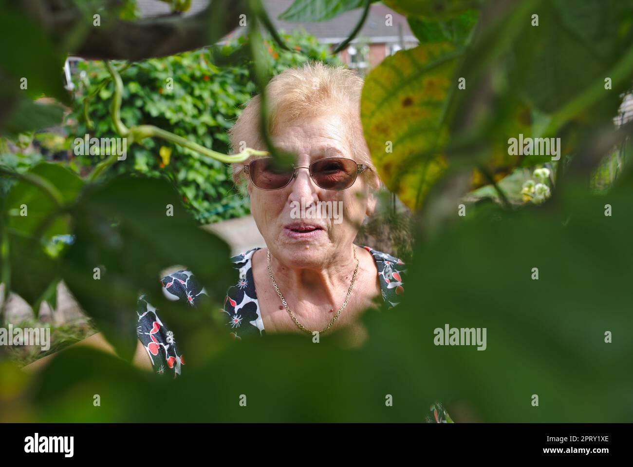 Woman picking own food grown sustainably at an allotment plot Stock ...
