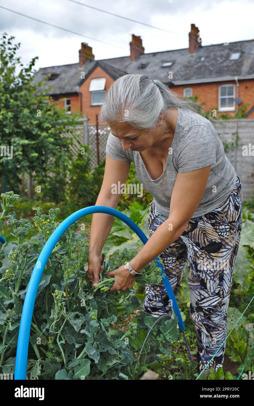 Woman picking own food grown sustainably at an allotment plot Stock ...