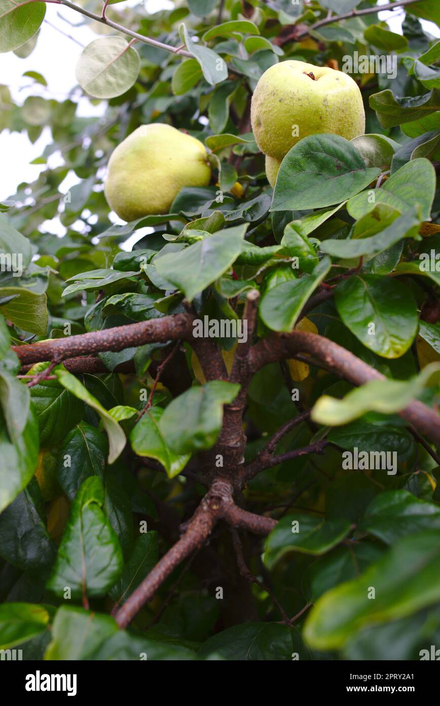 Quince tree hi-res stock photography and images - Alamy