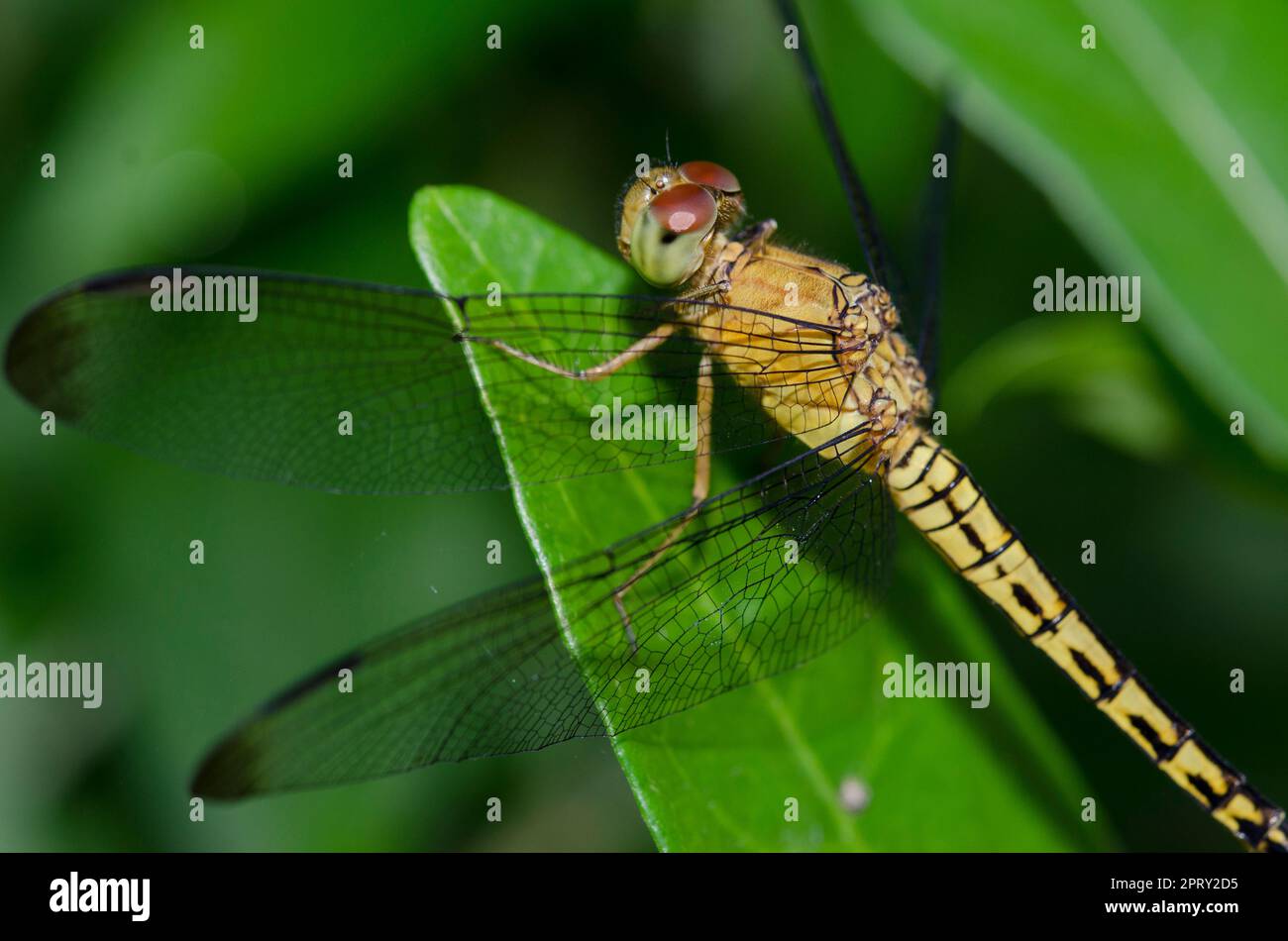 Female Dragonfly, Neurothemis sp, on leaf, Saba, Bali, Indonesia Stock ...