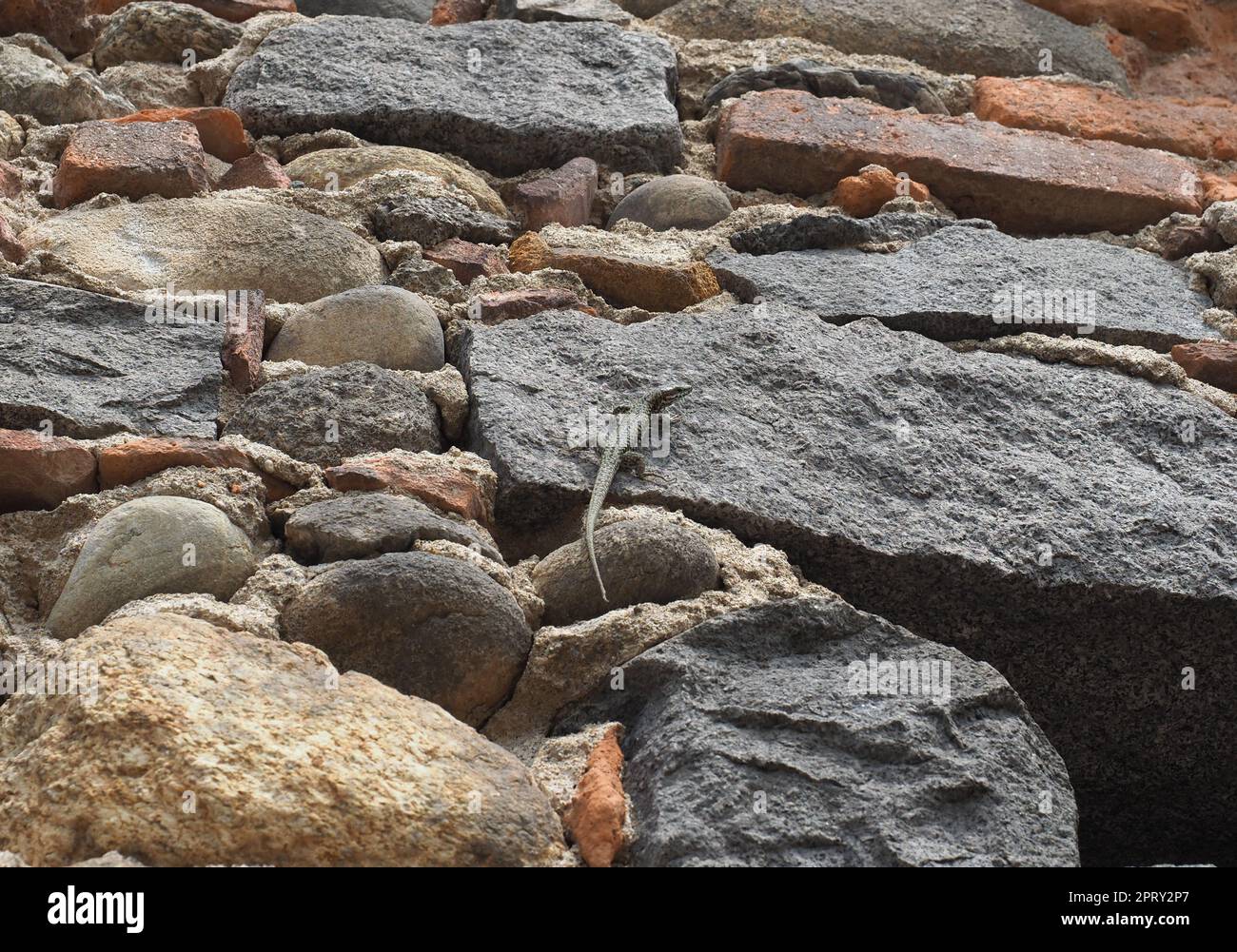 lizard scientific name Lacertilia of animal class reptiles on a stone ...