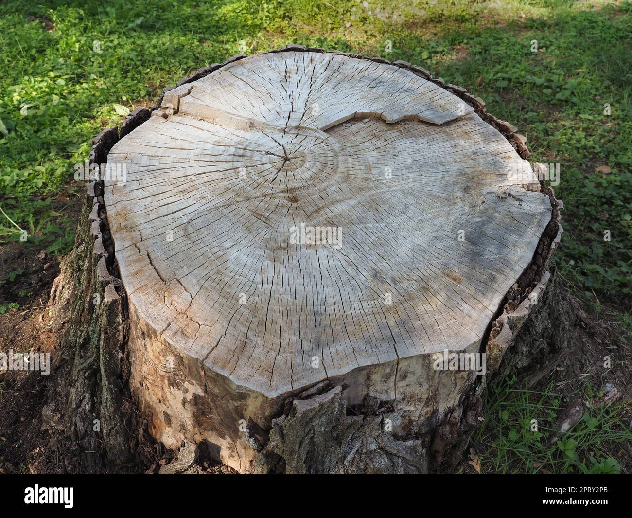cross section of a tree trunk stump Stock Photo - Alamy
