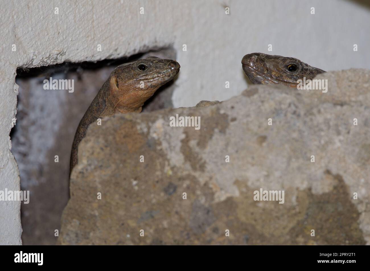 Gran Canaria giant lizards Gallotia stehlini. Cruz de Pajonales ...