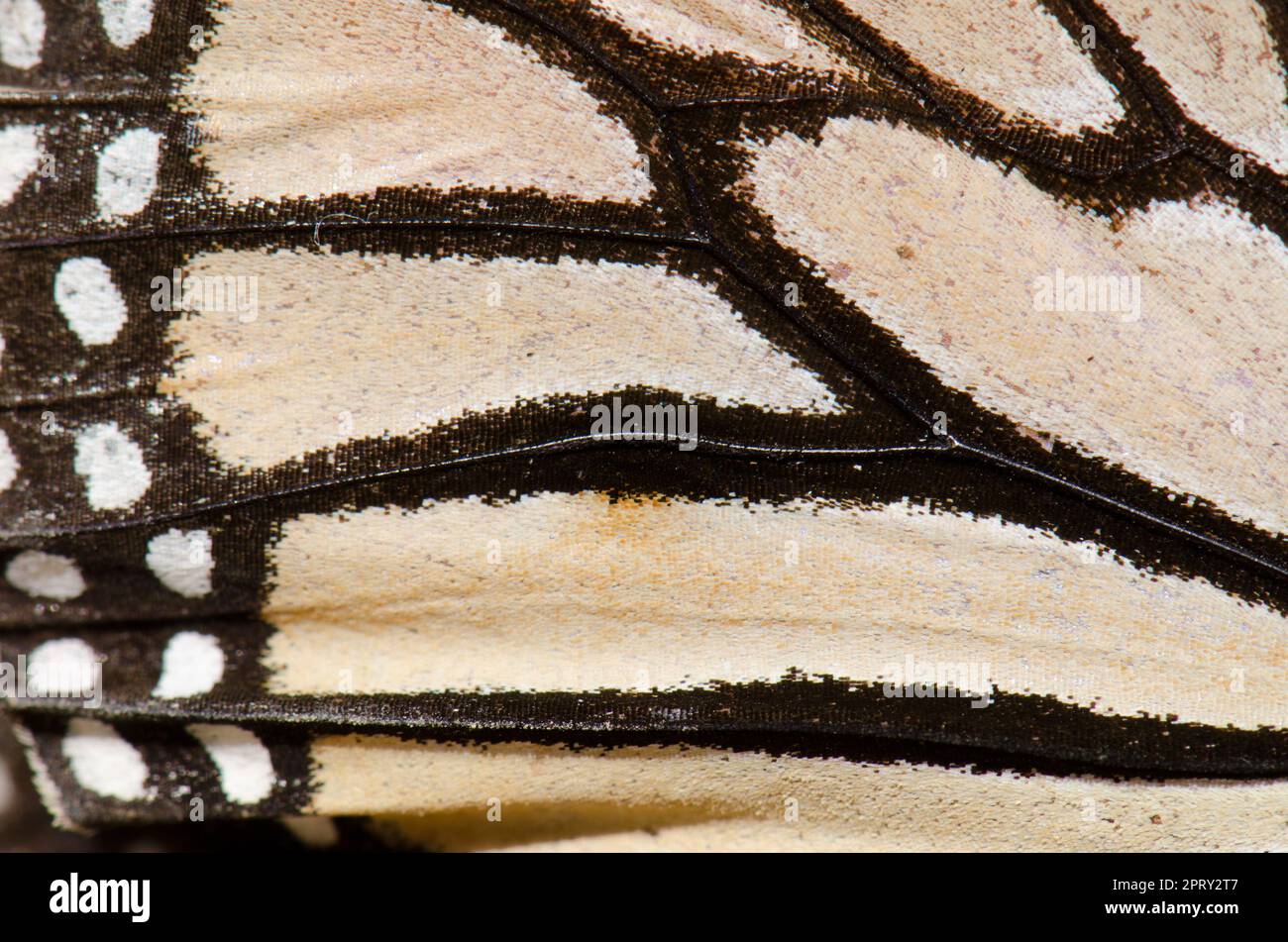 Underside of the wing of a monarch butterfly Danaus plexippus ...