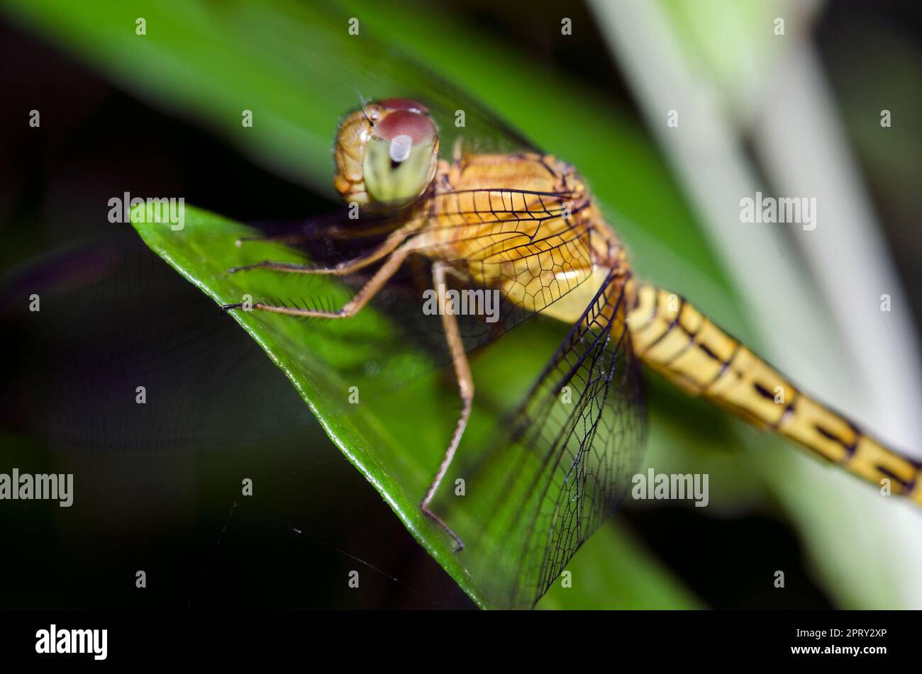Female Dragonfly, Neurothemis sp, on leaf, Saba, Bali, Indonesia Stock ...