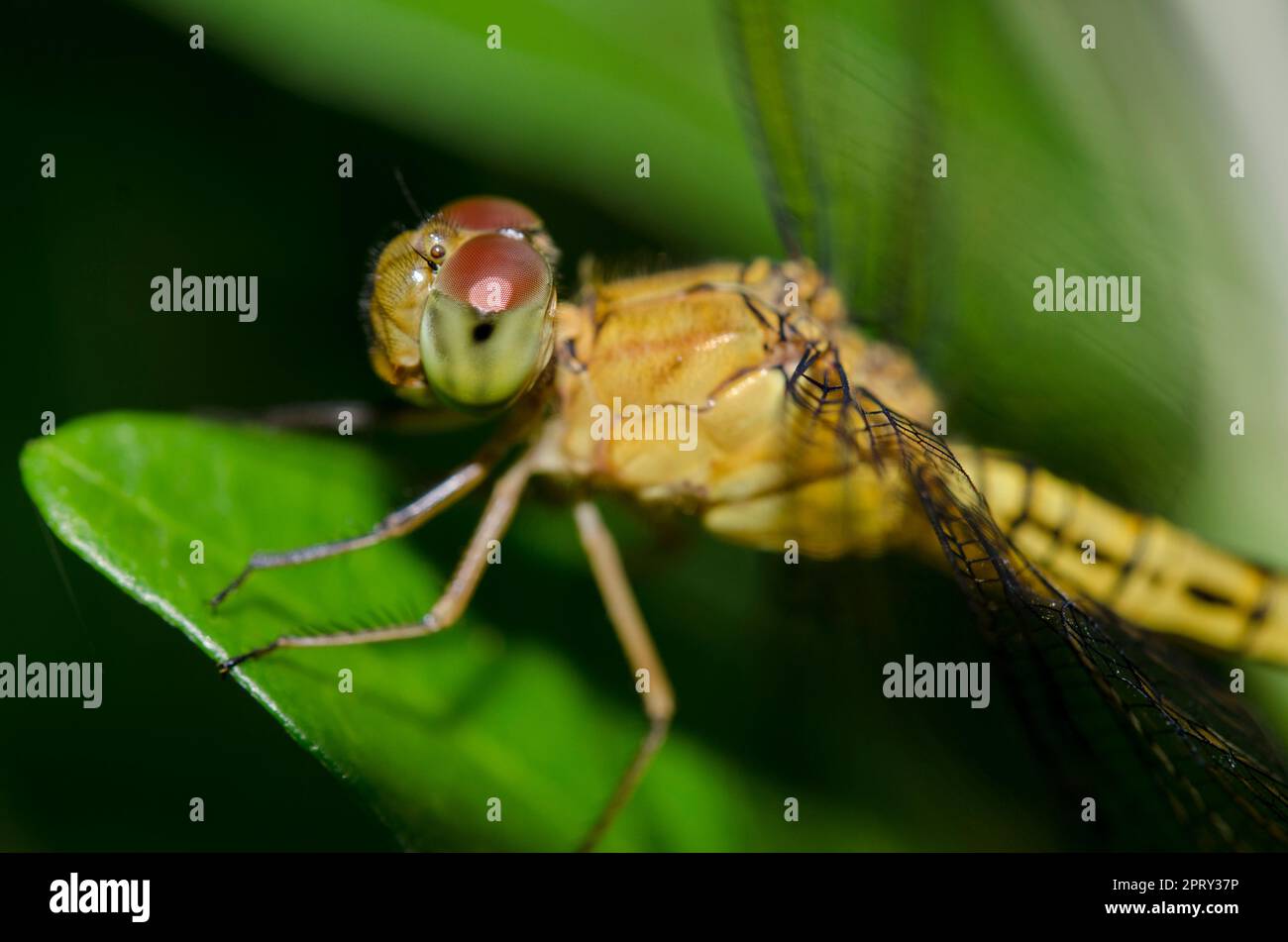 Female Dragonfly, Neurothemis sp, on leaf, Saba, Bali, Indonesia Stock ...