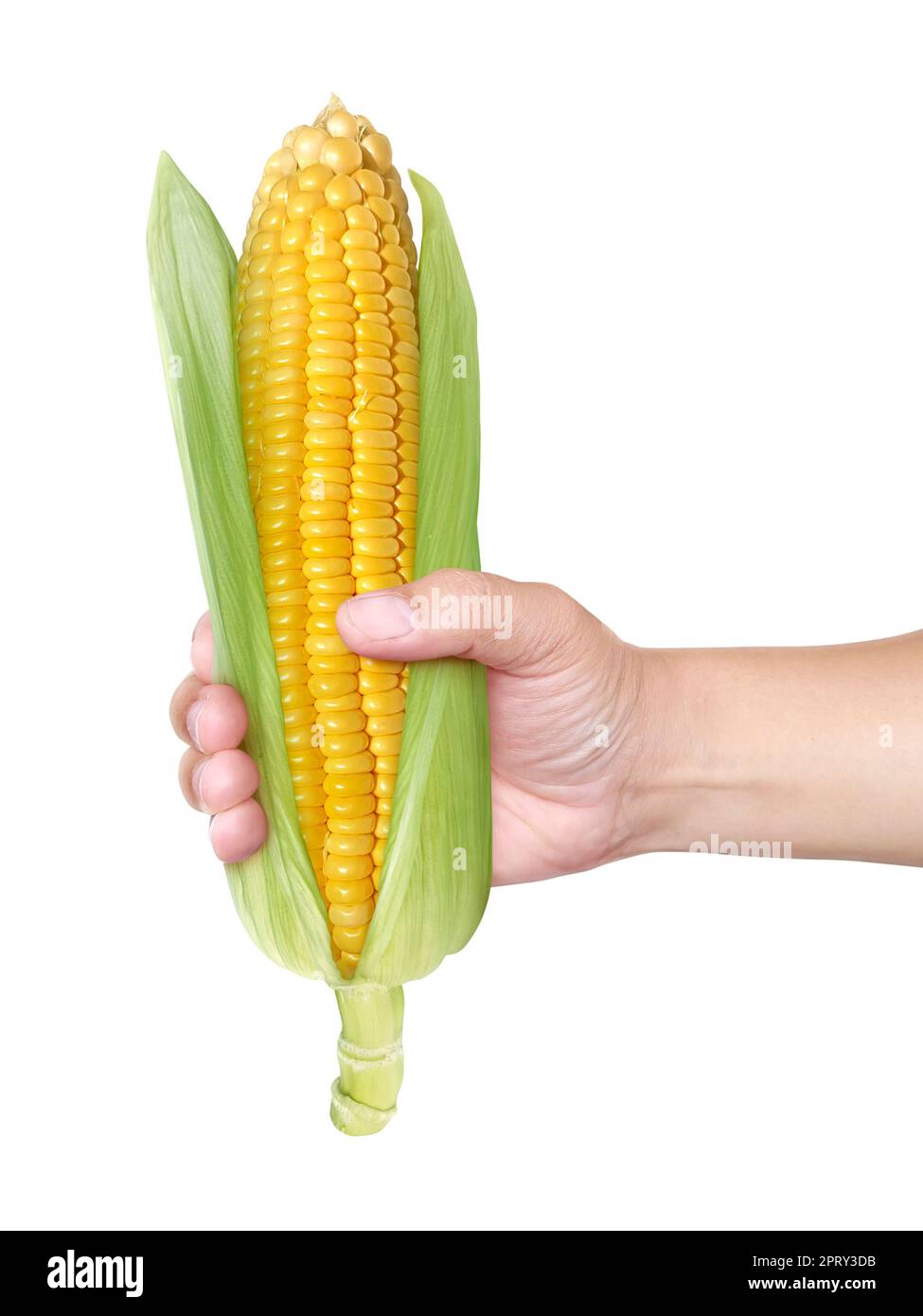 A man hand with fresh sweet corn isolated on white background Stock ...