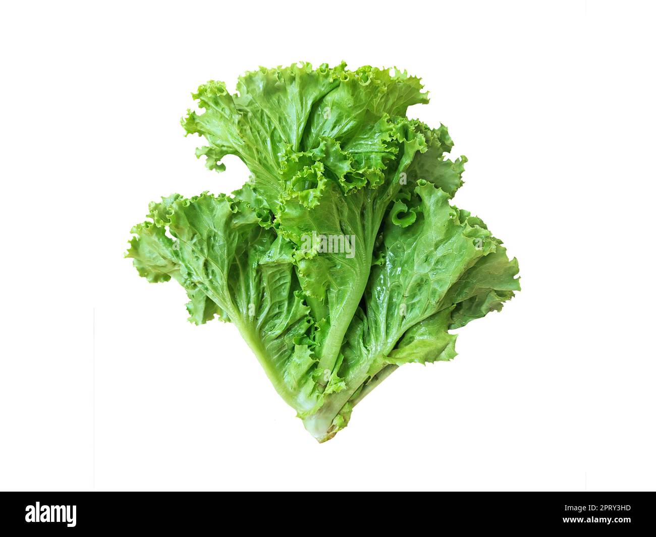 Fresh green Lettuce leaves, Salad leaf isolated on white background. with clipping path Stock ...