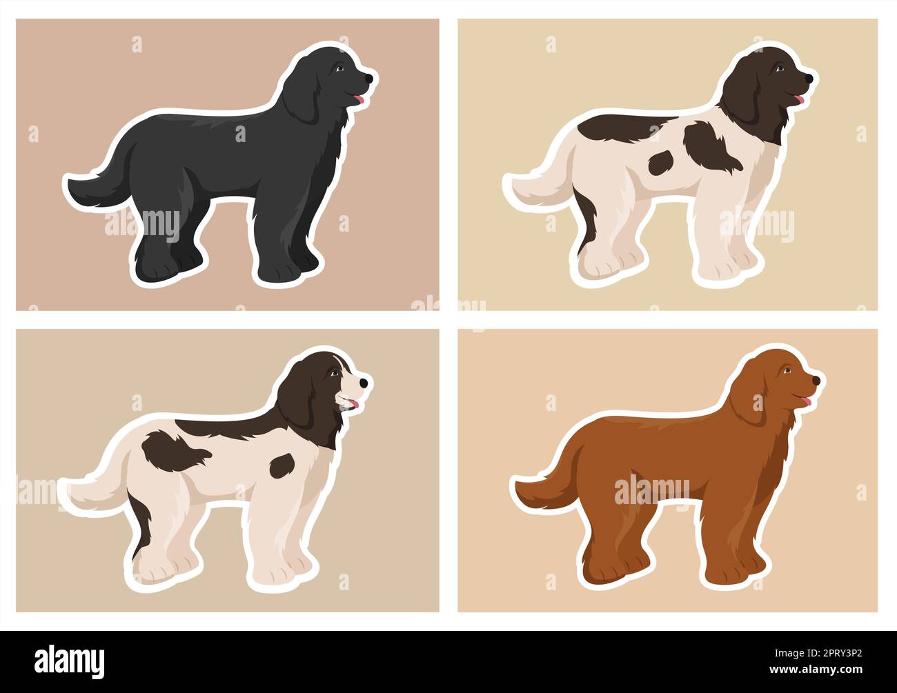 Newfoundland Dog Animals with Black, Brown or Landseer Color in Flat ...