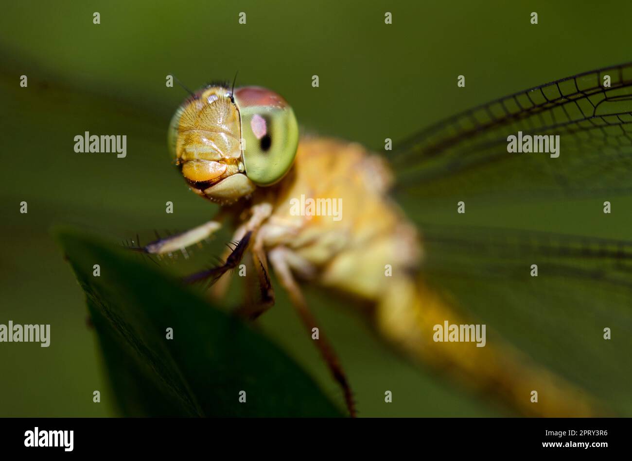 Female Dragonfly, Neurothemis sp, on leaf, Saba, Bali, Indonesia Stock ...