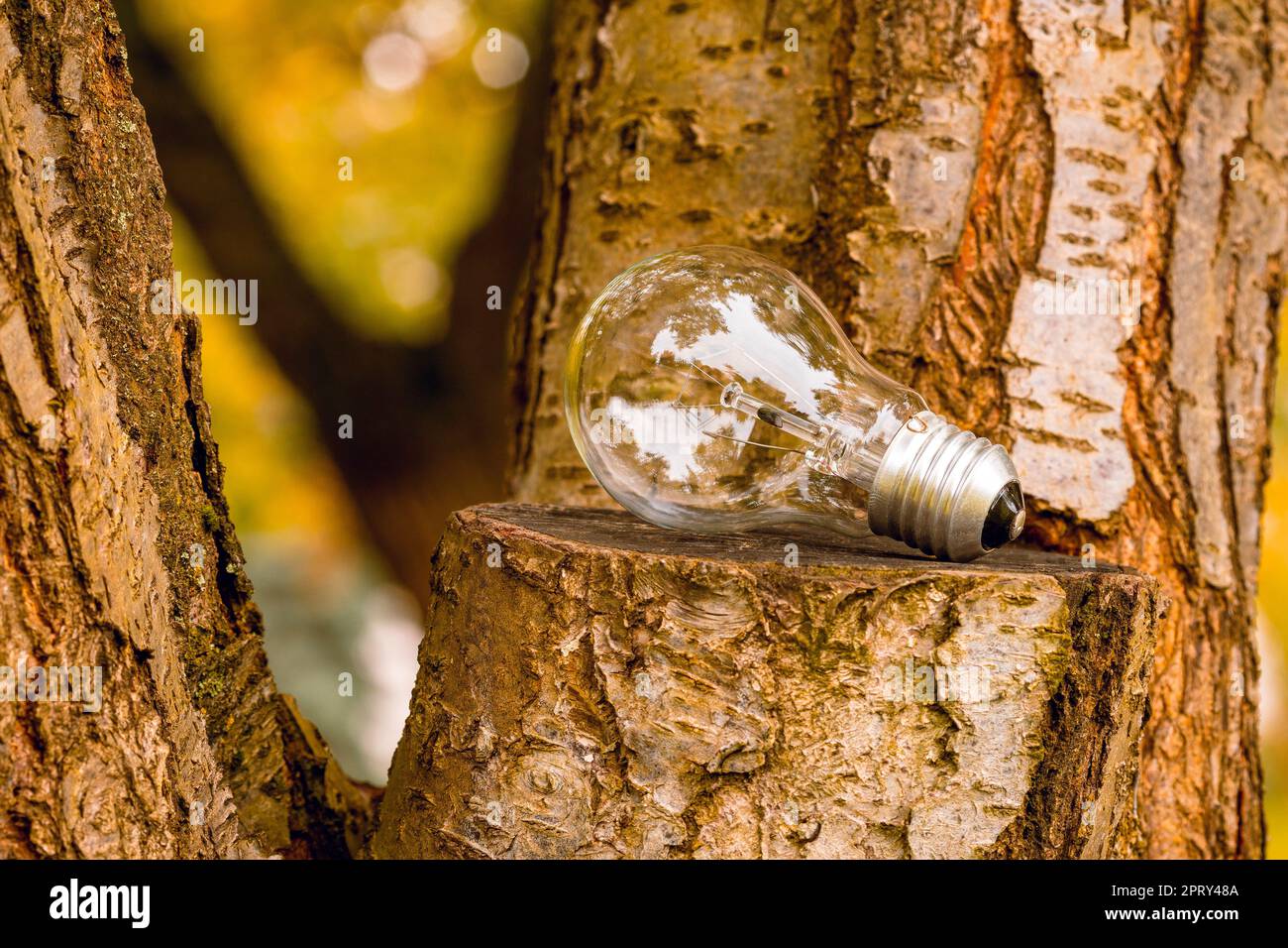 Old light bulb lying on a tree trunk. Energy and environment concept ...