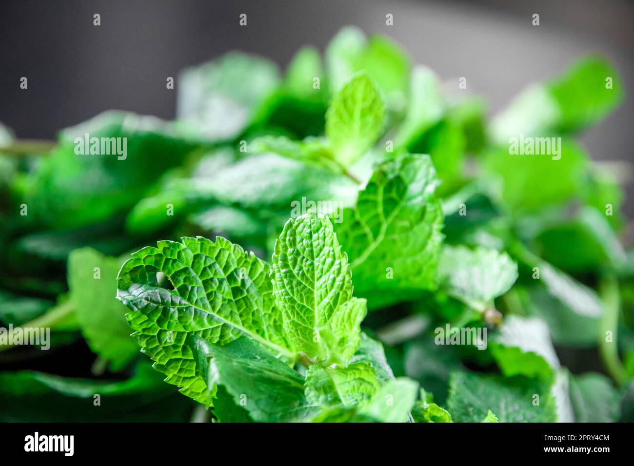 Bunch of fresh mint closeup view. Food background Stock Photo - Alamy