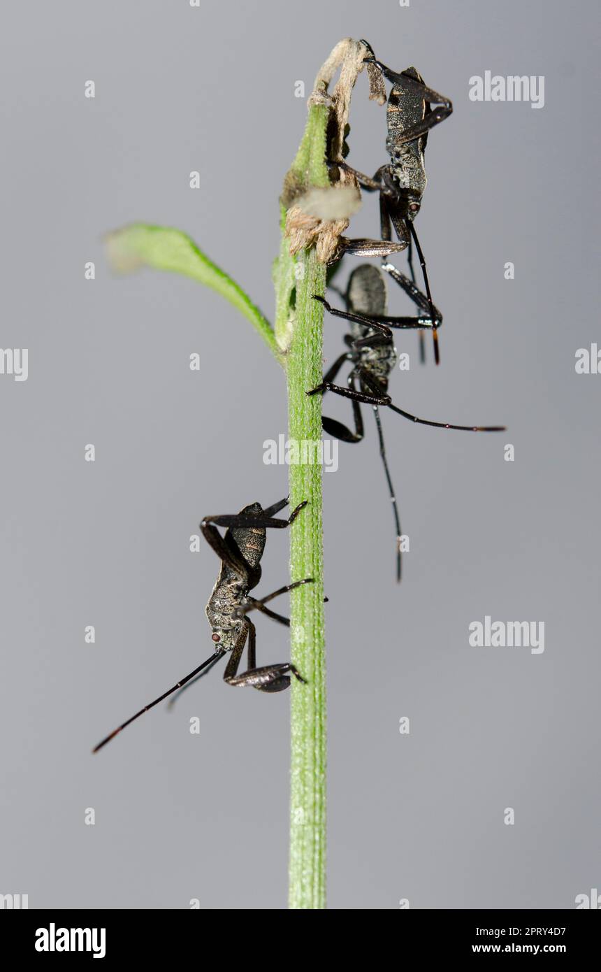 Leaf footed bug coreidae family hi-res stock photography and images - Alamy