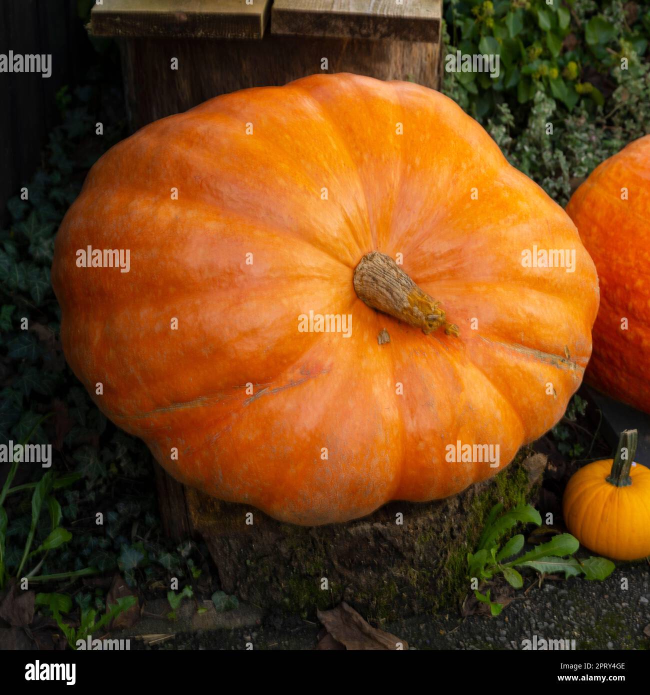 Boost Fall Sales with Pumpkin Merchandising Stock Photo - Alamy