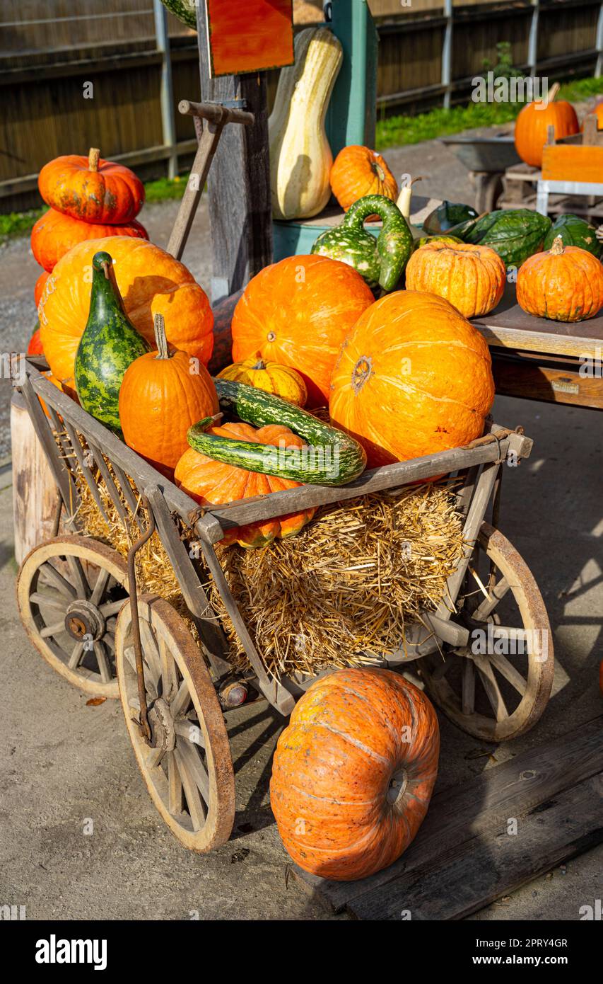 Boost Fall Sales with Pumpkin Merchandising Stock Photo - Alamy
