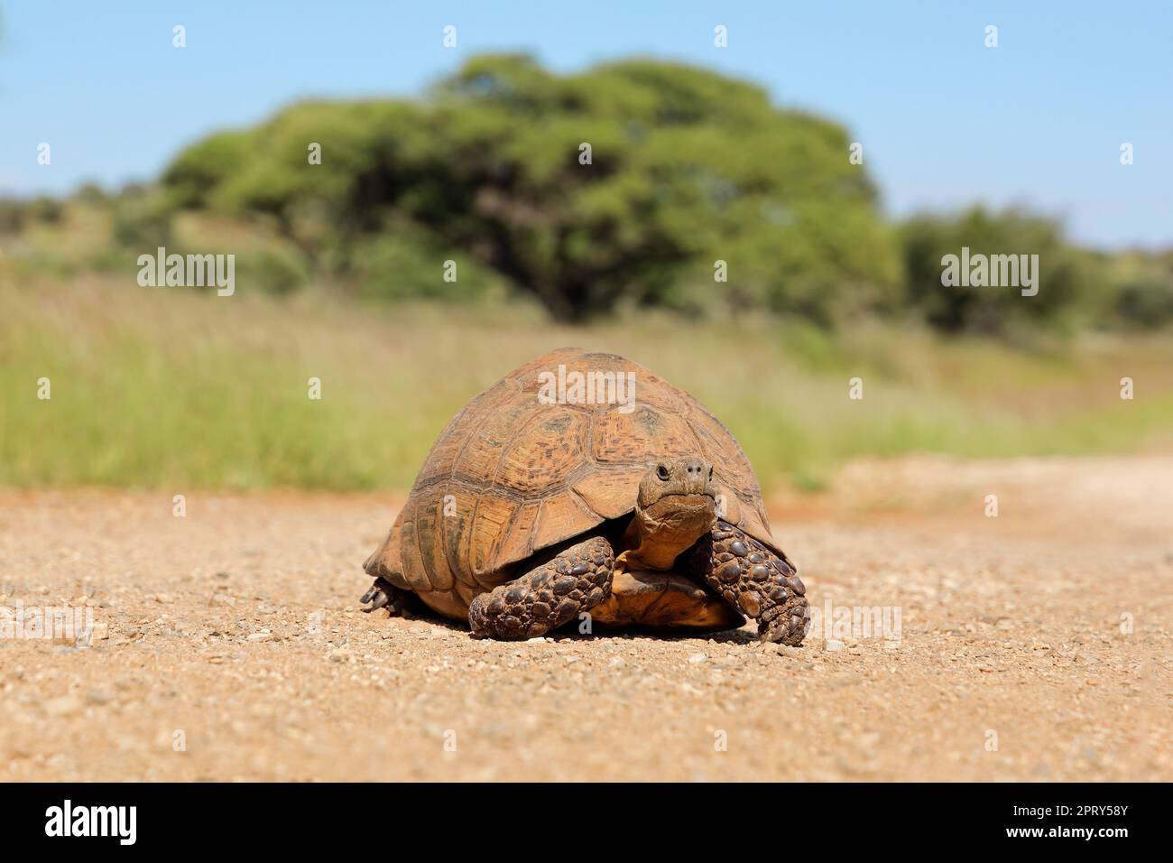 A leopard tortoise (Stigmochelys pardalis) in natural habitat, South ...