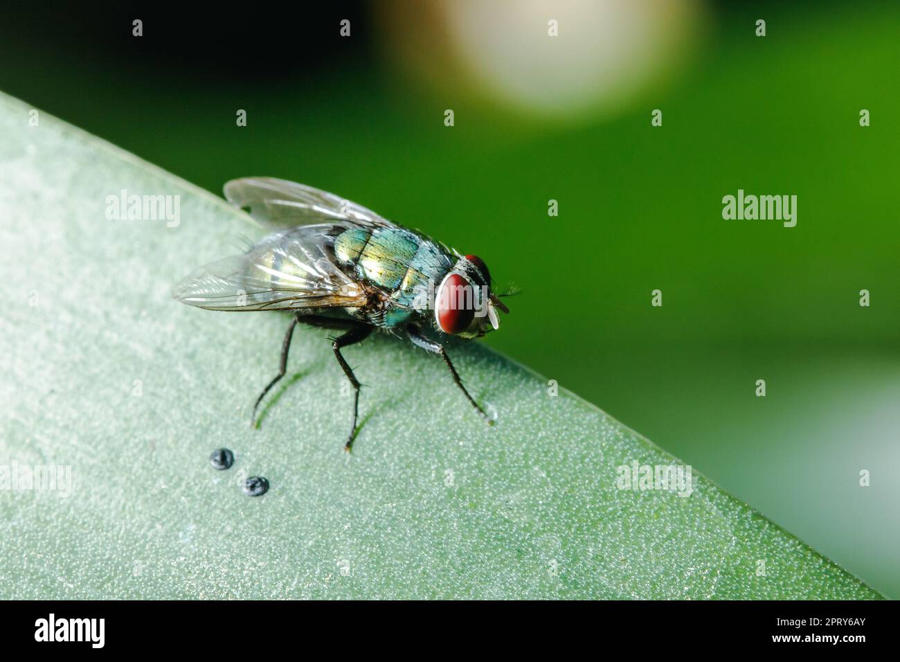 Blow fly on the leaves can be found in communities that have sewage Stock Photo - Alamy