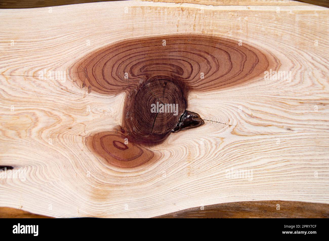 Texture of a longitudinal section of a tree trunk. Bough in the tree ...