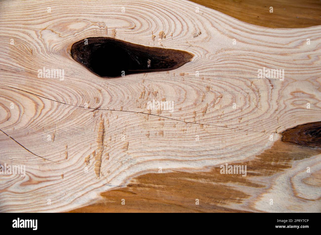 Texture of a longitudinal section of a tree trunk. Bough in the tree ...