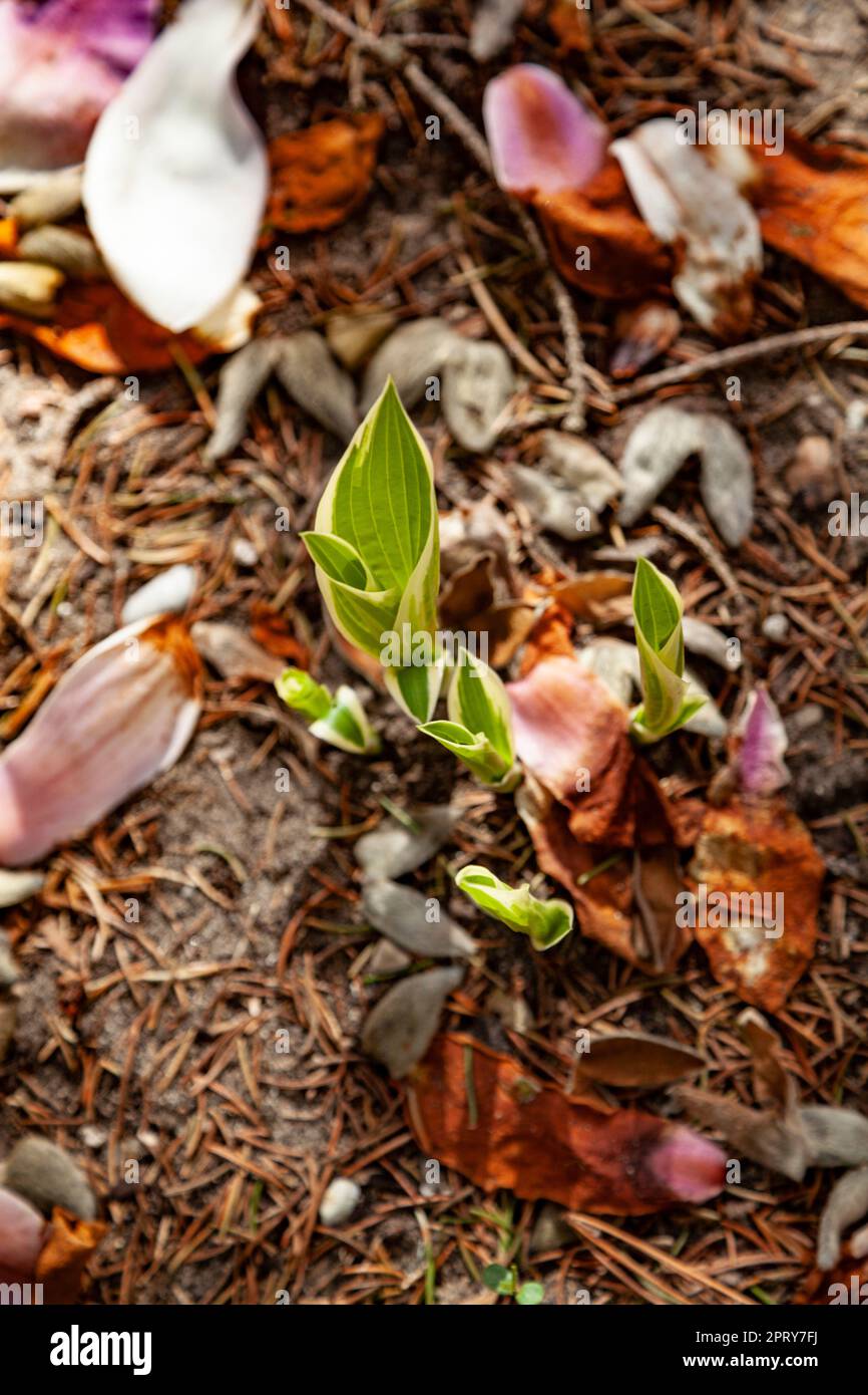 Young spring Hostas pushing up through the soil Stock Photo - Alamy