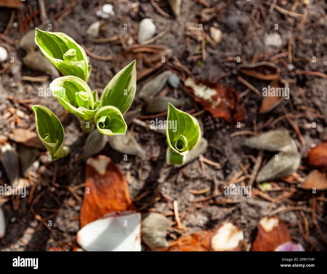 Young spring Hostas pushing up through the soil Stock Photo - Alamy