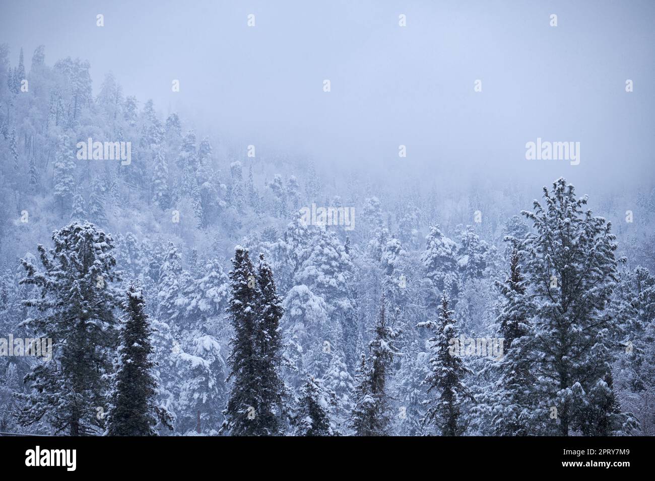 Winter taiga forest under heavy snow on the bank of Teletskoe lake ...