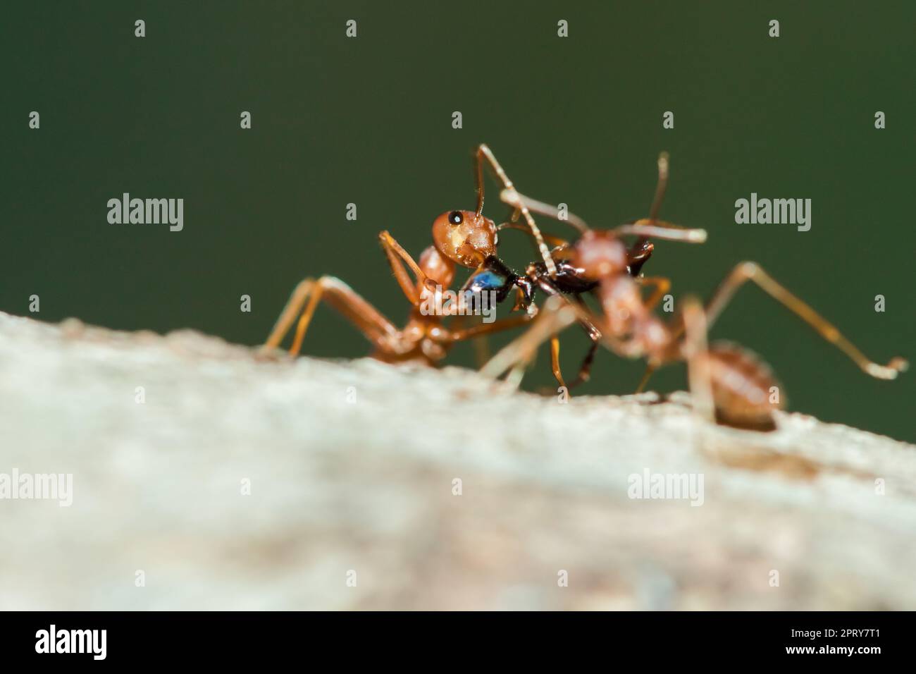 Red ant on the tree, body, mustache and legs are orange Stock Photo - Alamy