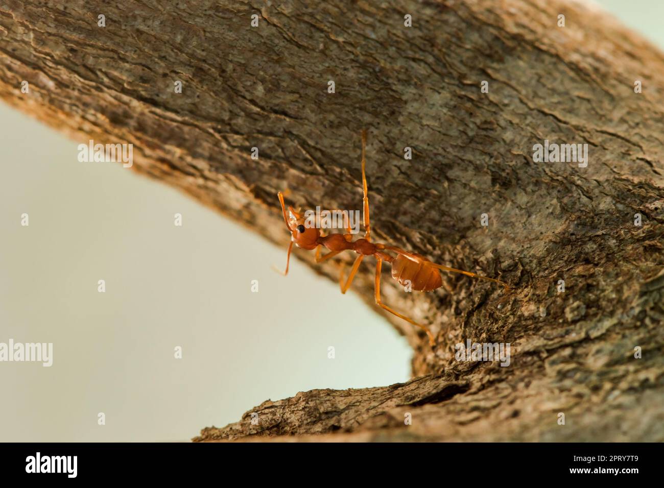 Red ant on the tree, body, mustache and legs are orange Stock Photo - Alamy