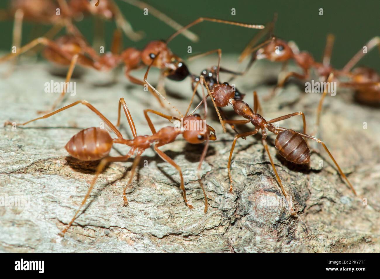 Red ant on the tree, body, mustache and legs are orange Stock Photo - Alamy
