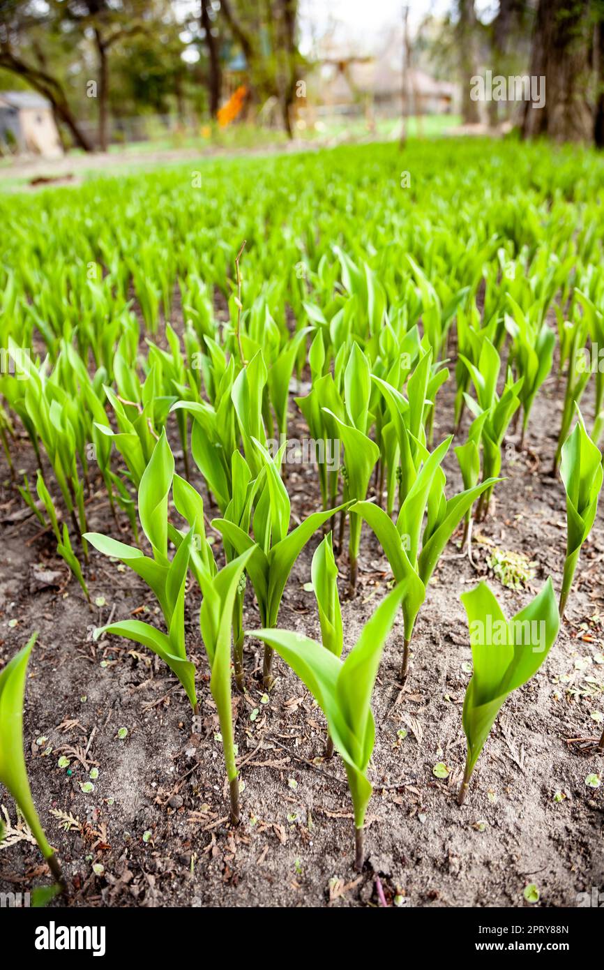 Reaching for new bloom hi-res stock photography and images - Alamy