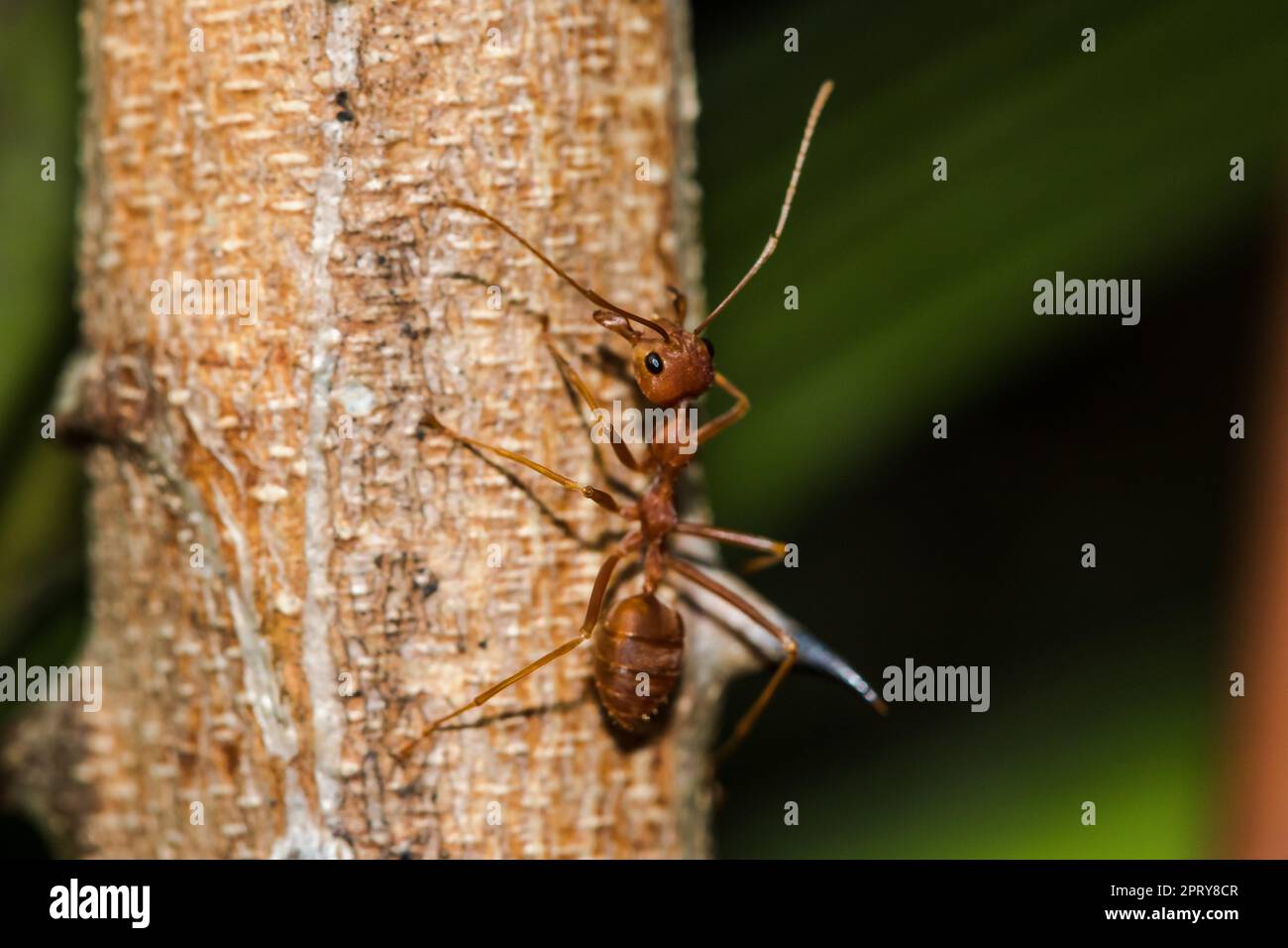 Red ant on the tree, body, mustache and legs are orange Stock Photo - Alamy