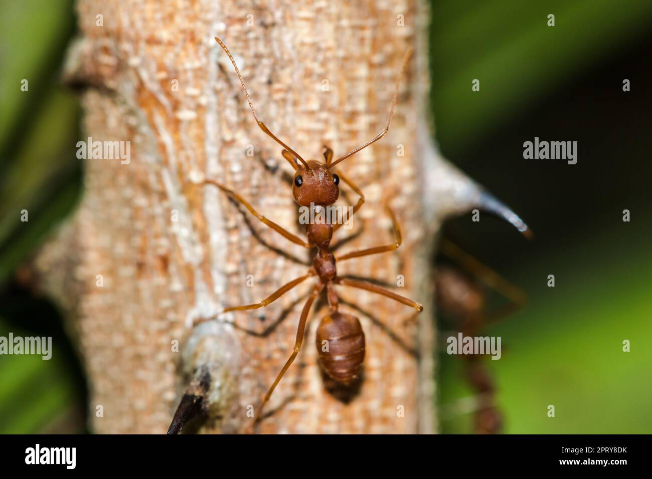 Red ant on the tree, body, mustache and legs are orange Stock Photo - Alamy