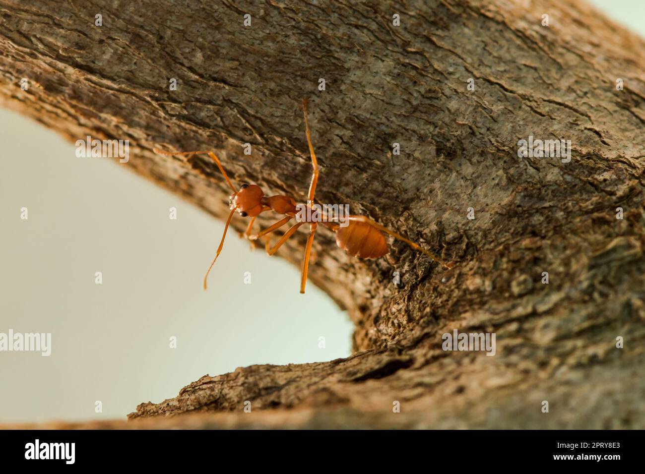 Red ant on the tree, body, mustache and legs are orange Stock Photo - Alamy